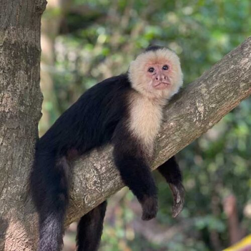 Monkey / Sloth Park + City Tour in Roatan - Roatan Sandri's Tours